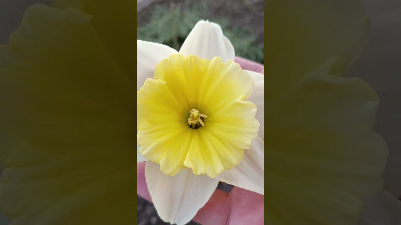 Первые цветы в первую весну на Кубани. Наш сад 3.04.24 История создания сада