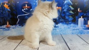 ШОУ котенок блю биколор рэгдолл. Ragdoll Fairy-tale Family & Reborn Rich