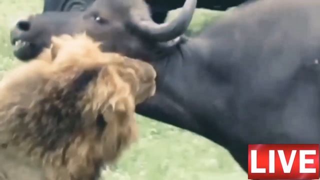 Буйволы не сдаются без боя