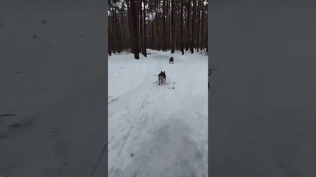 Собаки и снеговик. Французские бульдоги