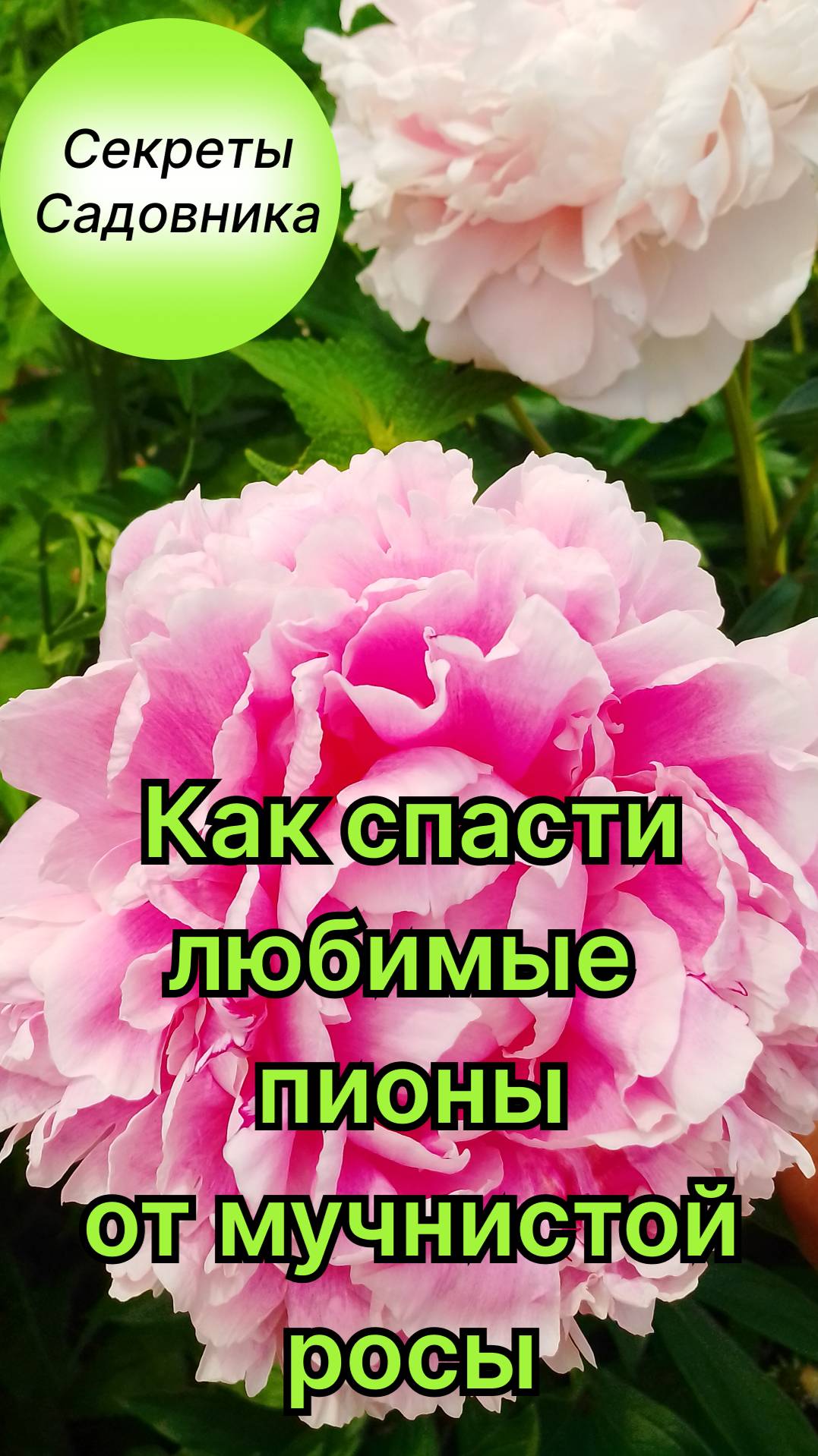 Как спасти любимые пионы от мучнистой росы