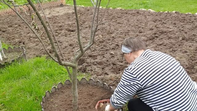 сажаем тюльпаны в корзины