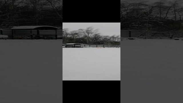 Белые алабаи на белом снеге
