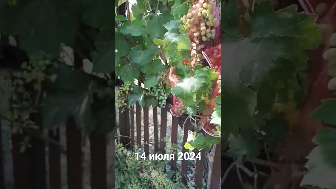 Абрикосы и виноград. Наш сад