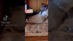 Кошкин мир