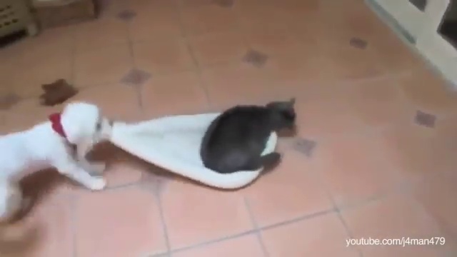 Кошки воруют собачьи кровати