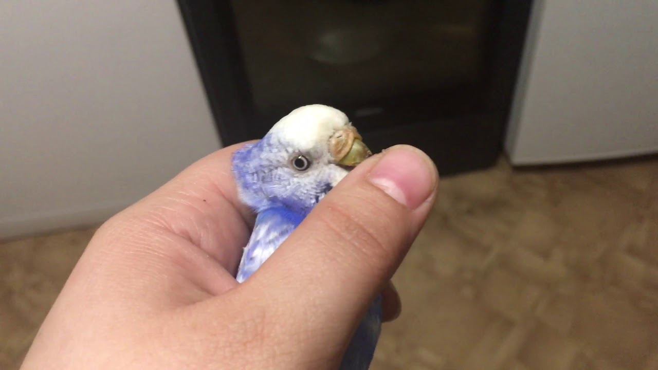 Отдали попугая, каких попугаев иногда отдают.