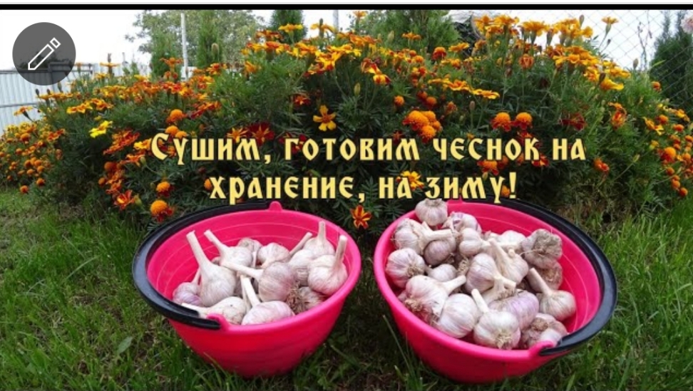 Чеснок после выкопки.Как подготовить чеснок к хранению