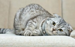 Котэ.. мой милый друг!
????.. ??? ????? ????!