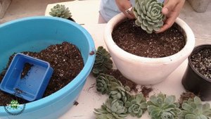 ECHEVERIA ELEGANS -CUIDADOS, REPRODUCCION Y TRASPLANTE-