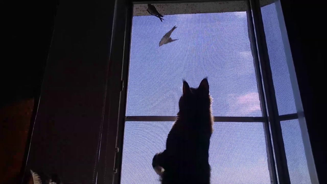 Коты и птицы