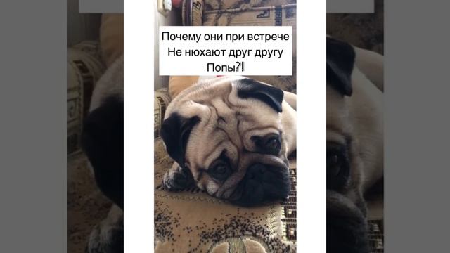 Глубокие мысли Марти