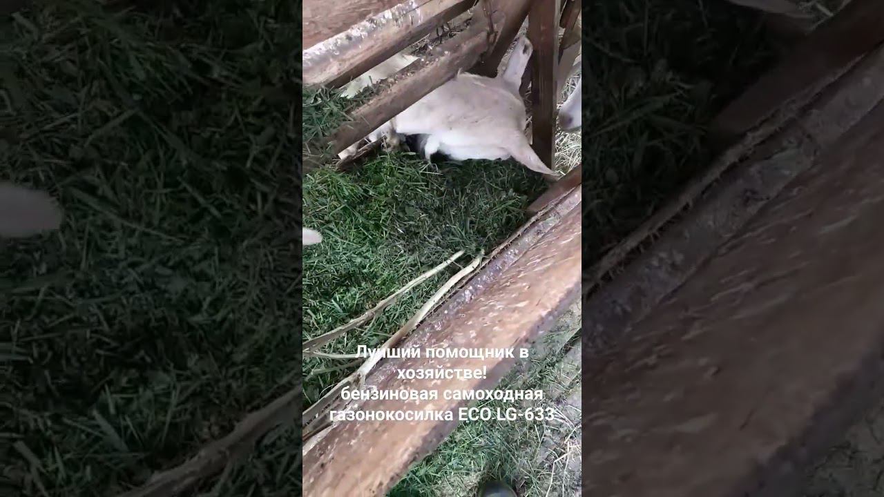 Лучший помощник в хозяйстве!
