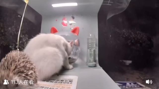 Приложение, при помощи которого можно кормить реальных животных