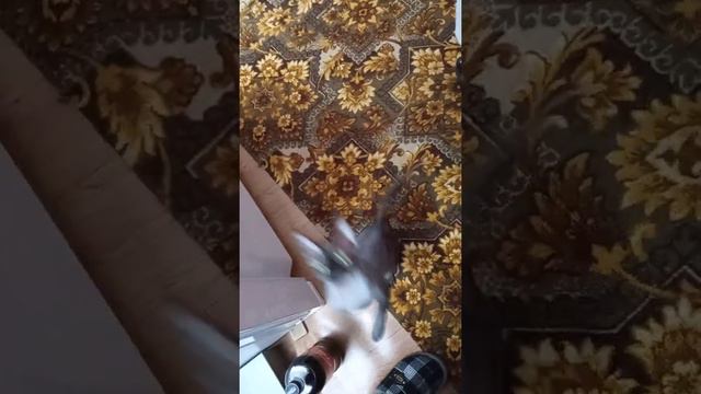 Дрессировка 🐈 кота сфинкса !