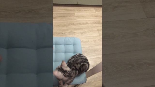 Игры с котенком