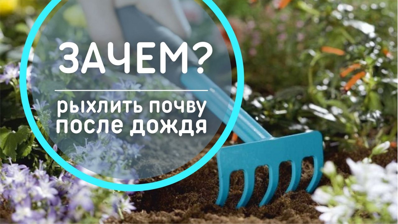 КАК улучшить почву после дождя. Надо ли рыхлить почву после дождя? ? Работы в саду и огороде