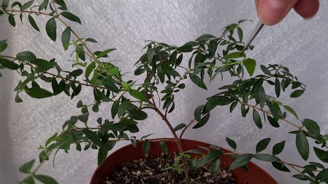 Тарентино зеленый 8