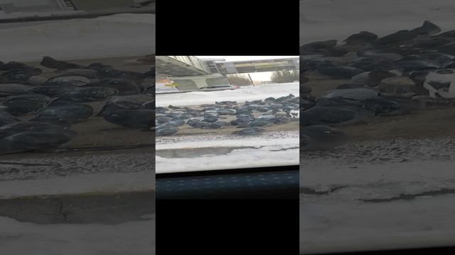 🤨Чë за собрание?🤨