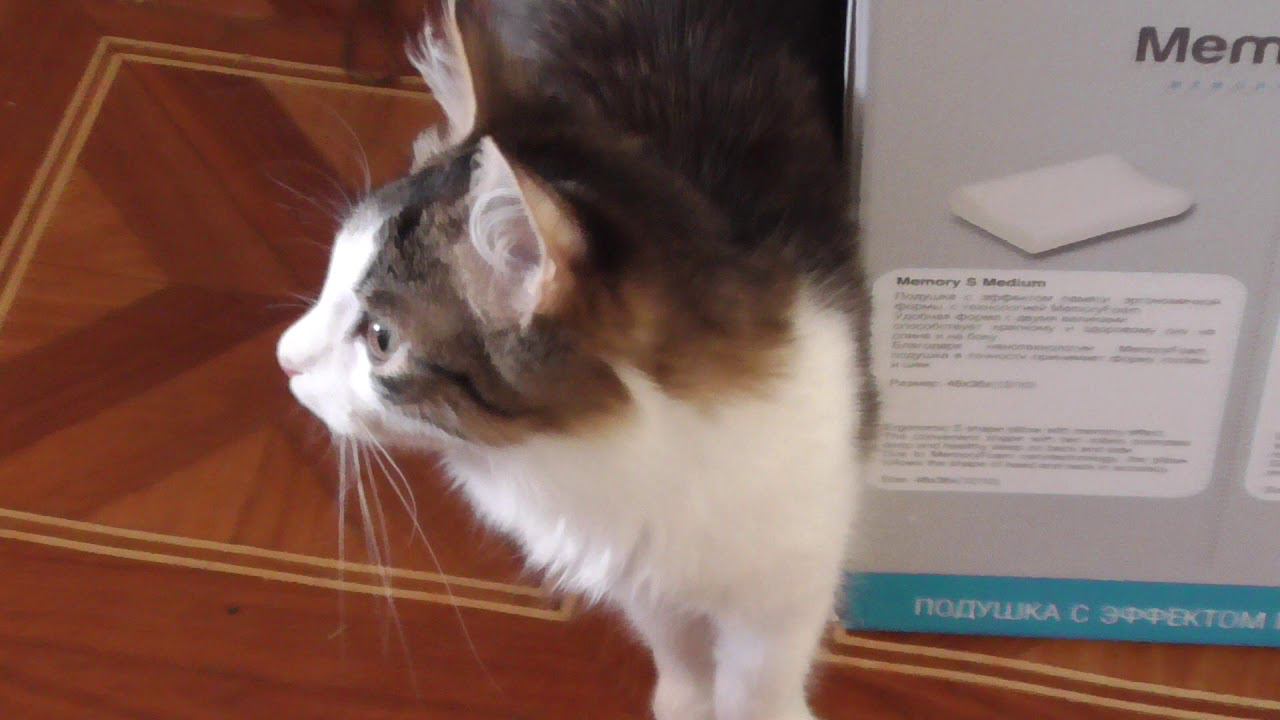 Коты
