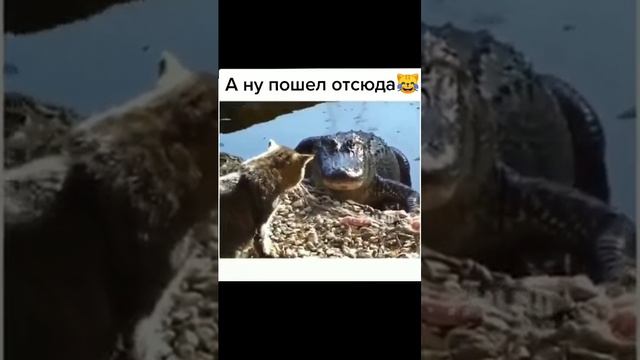 А ну пошел отсюда !.mp4
