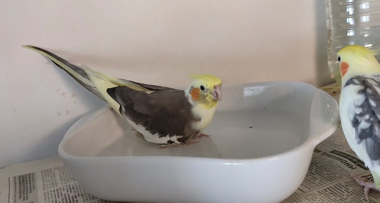 Стеша купается...