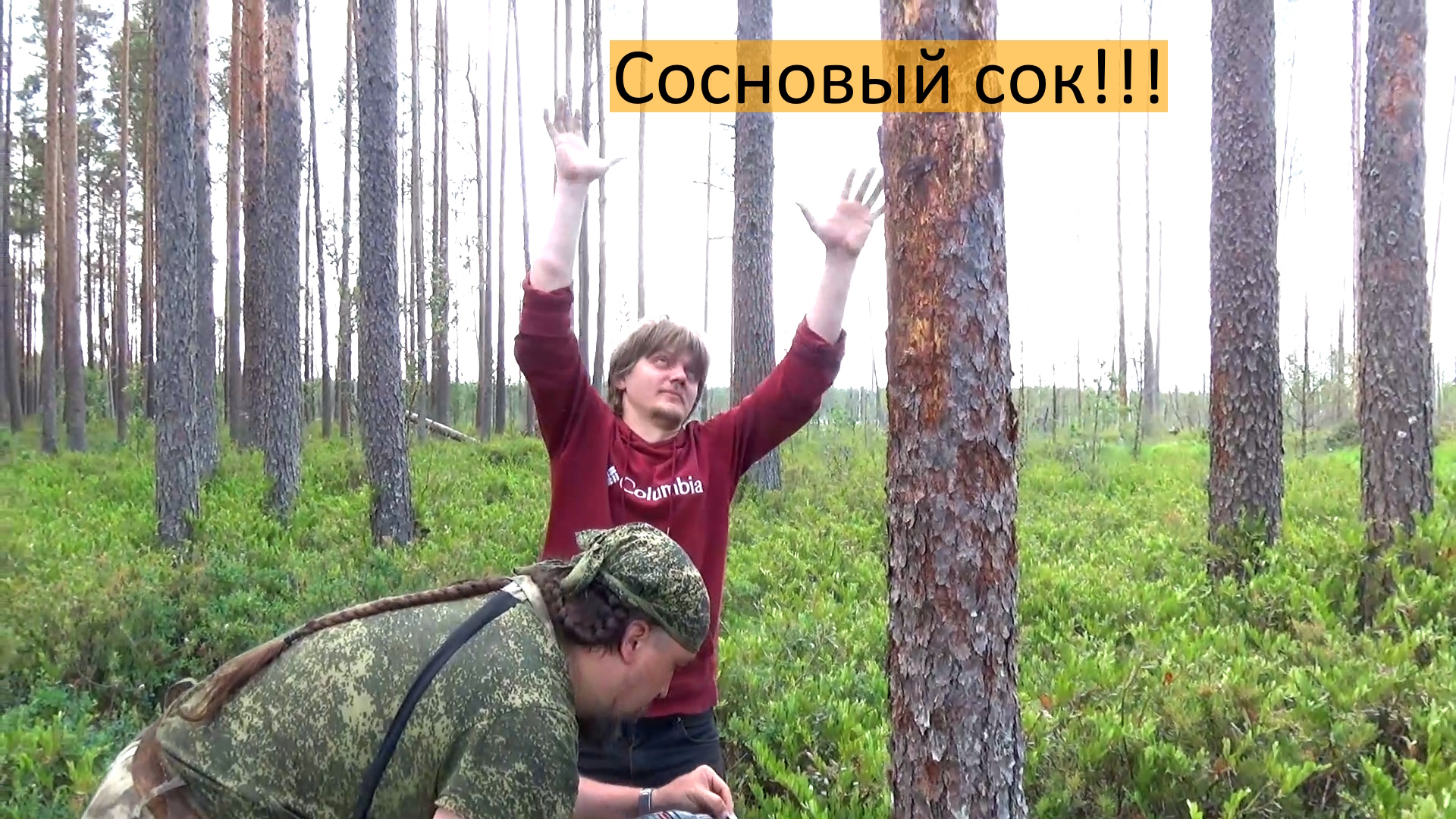 Дневник выживальщика. Как добыть воду в лесу. Сосновый сок.