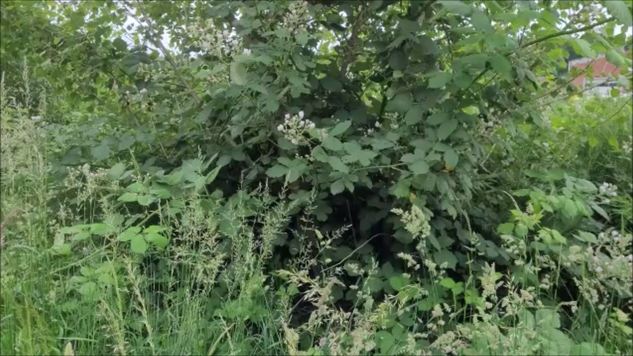 Дружно цветет ежевика.