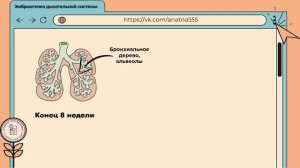 эмбриогенез дыхательной системы