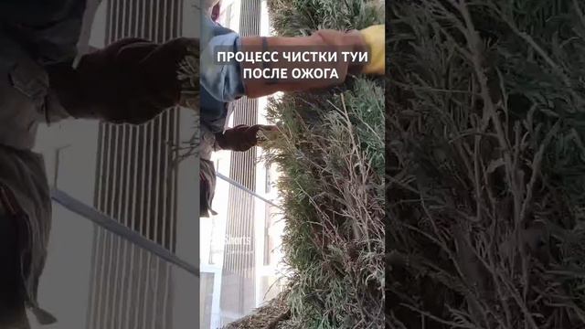 Как чистить тую после солнечного ожога. Важно_ защита глаз, органов дыхания и перчатки по локоть!