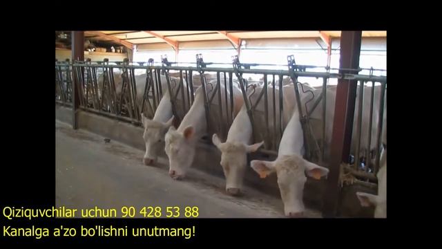 Fransiyada kichik buqaxona.mp4