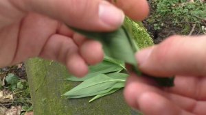 WILD GARLIC: Identification, Foraging & Use || WILD EDIBLES in Bushcraft (Allium Ursinum)