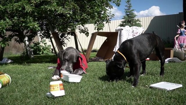 По мотивам сказки "Теремок". АН Мегамир, ЕКБ