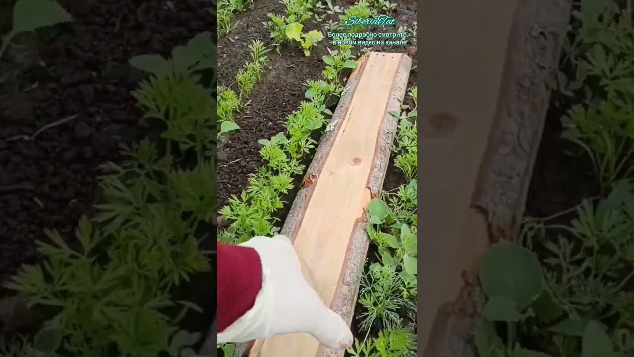 УМЕНЬШАЮ КОЛИЧЕСТВО СОРНЯКОВ #shortvideo #shorts