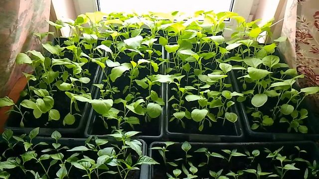 Обзор моего участка /Часть рассады на 13.04.2023