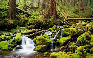 Звуки водопада для сна. Расслабляющие волшебные звуки ✦ Успокаивающие Звуки ✦ Relax Sleep