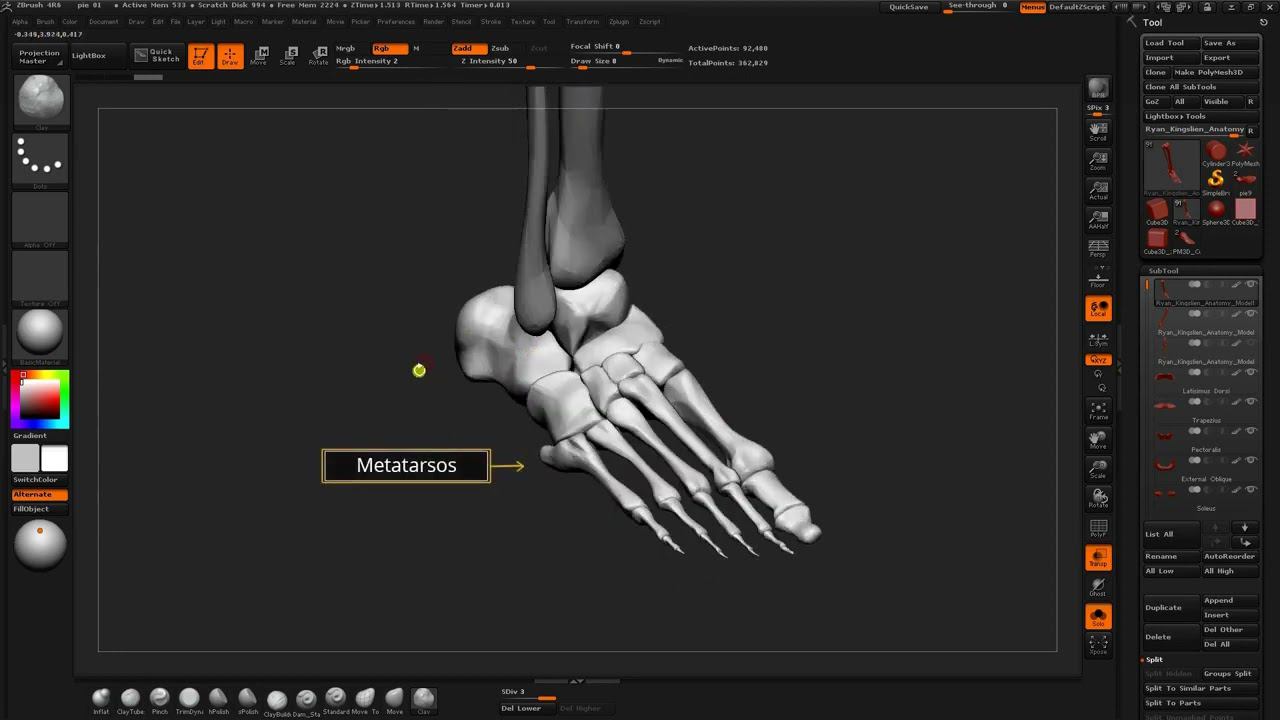 Anat Vol 03 02  Foot Bones