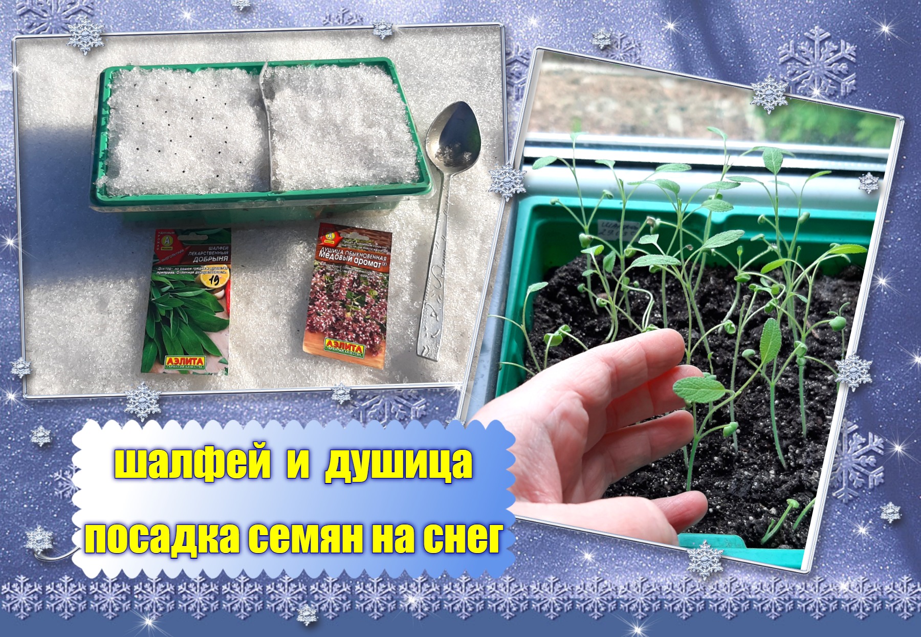 Душица и Шалфей Посадка семян на снег