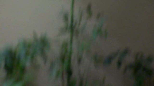 Электрический лифт V=1 м-с, грузоподъемность 400 кг (1288), музыкальный лифт ЩЛЗ Ecomaks