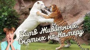 Битв Животных, Снятых на Камеру.