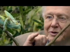 Занимательная природа от Дэвида Аттенборо (David Attenborough's Natural Curiosities)