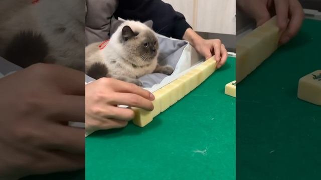 麻将小技巧，带一只糊糊猫。