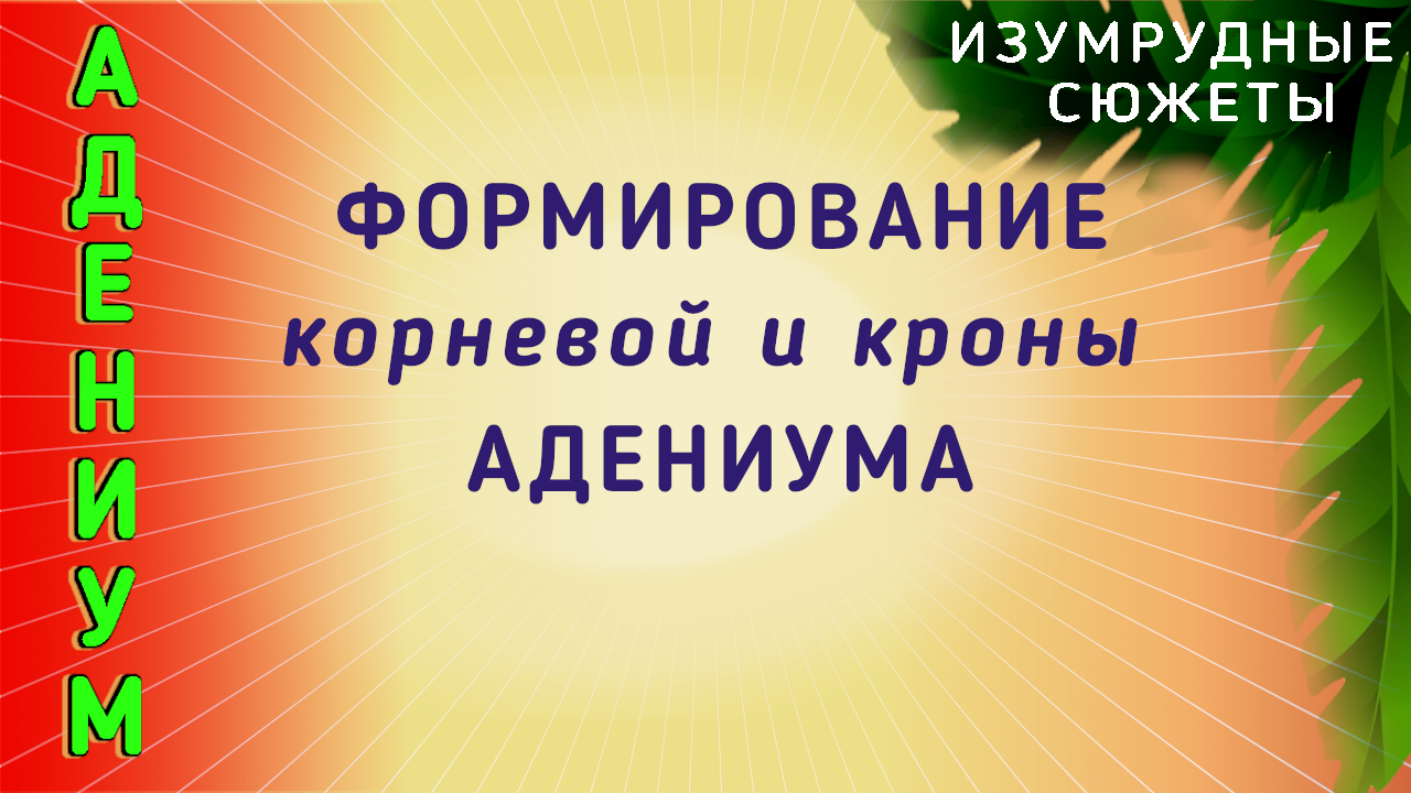 Адениум. ФОРМИРОВАНИЕ Корневой И Кроны АДЕНИУМА.