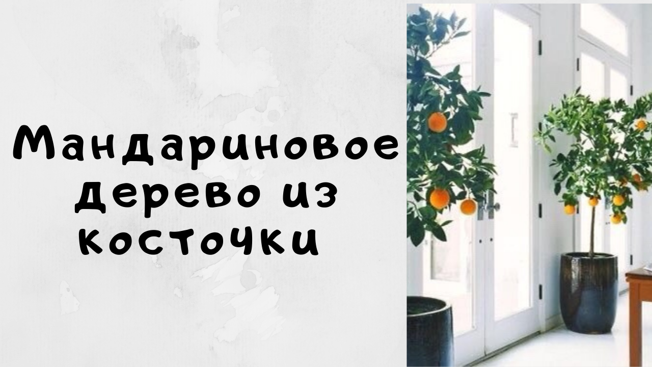 МАНДАРИНОВОЕ ДЕРЕВО ИЗ КОСТОЧКИ! ЧАСТЬ1