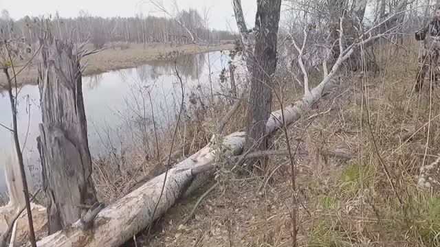 Рыбалка. Чулым 2021. Закрытие сезона.