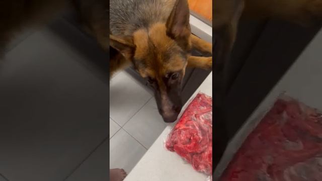 ЕЛЕНА ПРОКОПОВА ELENA PROKOPOVA Воронеж /dog training