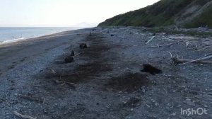 Медведи на пляже. Охотское море.