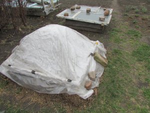 ПРОДЕЛАННЫЕ РАБОТЫ В ОГОРОДЕ. 02 МАЯ 2022 ГОДА.