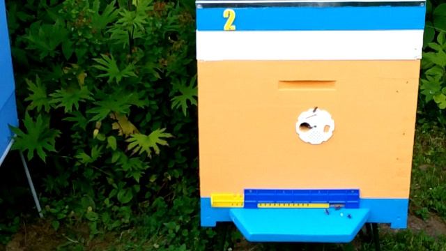 пчелы на загородном участке