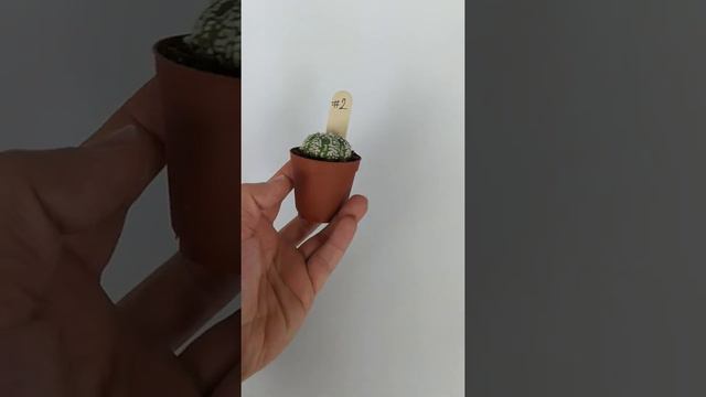 Astrophytum Asterias Super Kabuto #2 Koleksiyon Kaktüs Serisi